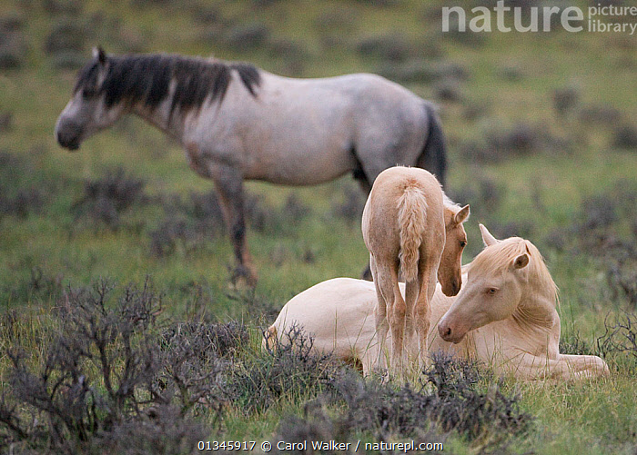 Stock photo of Mustangs / wild horses, cremello colt Cremosso and foal ...