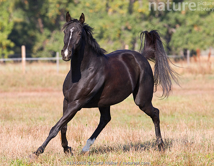 Stock photo of Black quarter horse running in paddock, Colorado, USA. Available for sale on www ...