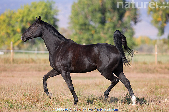 Black Quarter Horse Running Quarter Horses Running' Photographic Print
