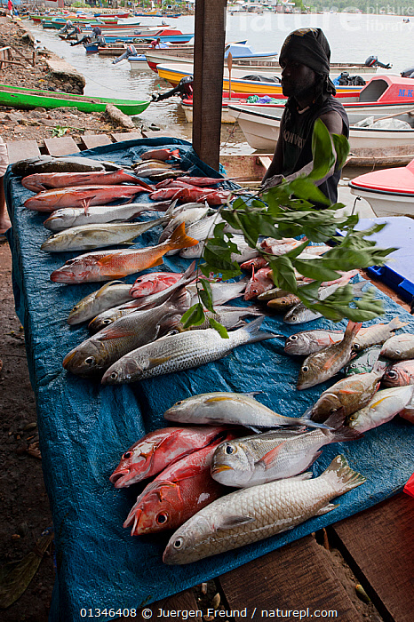 Stock photo of Fish laid out at street market, Gizo, capital of the ...