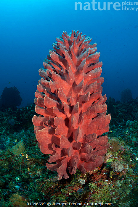 Barrel Sponge Xestospongia Testudinaria (Barrel Sponge)