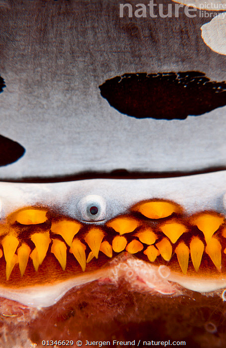 Stock photo of Details of a thorny oyster (Spondylus varians / varius ...