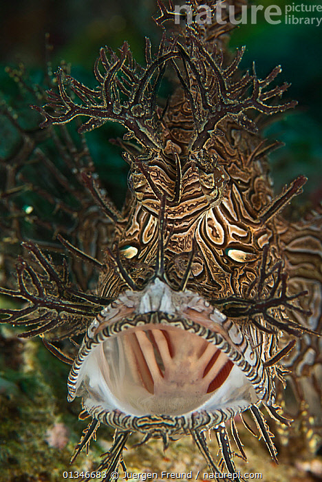Stock photo of Lacey scorpionfish (Rhinopias aphanes) with mouth wide ...
