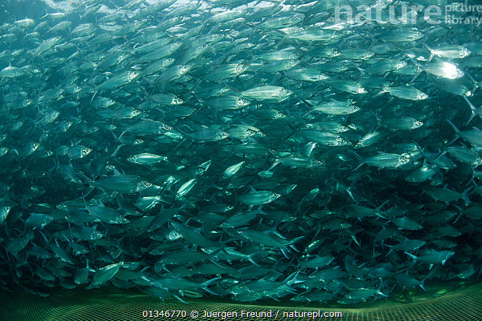 Stock photo of 45,000 Bangus / Milkfish (Chanos chanos) growing in sea ...