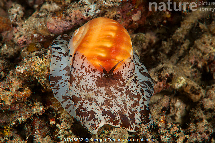 Stock photo of Starry moon snail (Natica stellata) Komodo NP, Indonesia ...