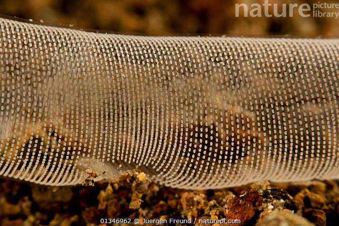 Stock photo of Mass of spawn of an infaunal head-shield slug (Philine ...