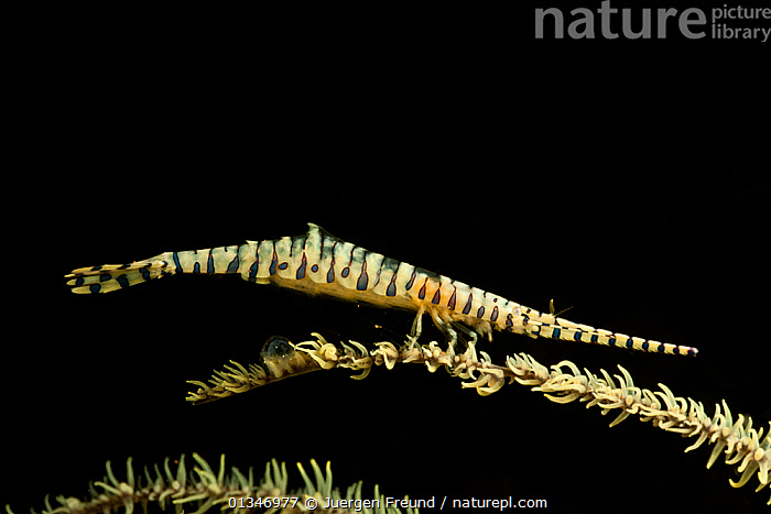 Stock photo of Black coral shrimp (Tozeuma armatum) camouflaged on whip ...