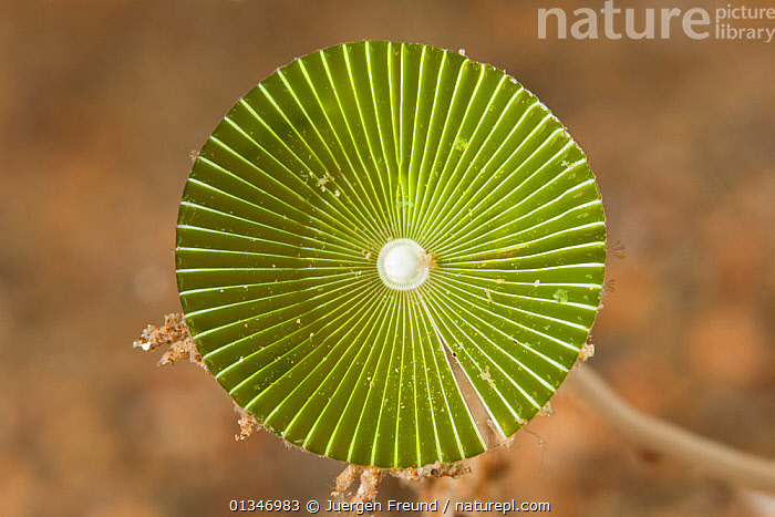 Stock photo of Mermaid's wineglass algae (Acetabularia calyculus ...