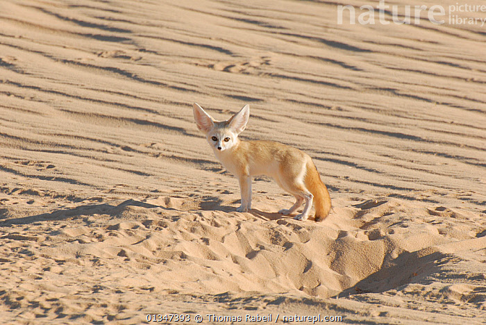 Stock photo of Fennec Fox (Fennecus / Vulpes zerda) standing by the ...