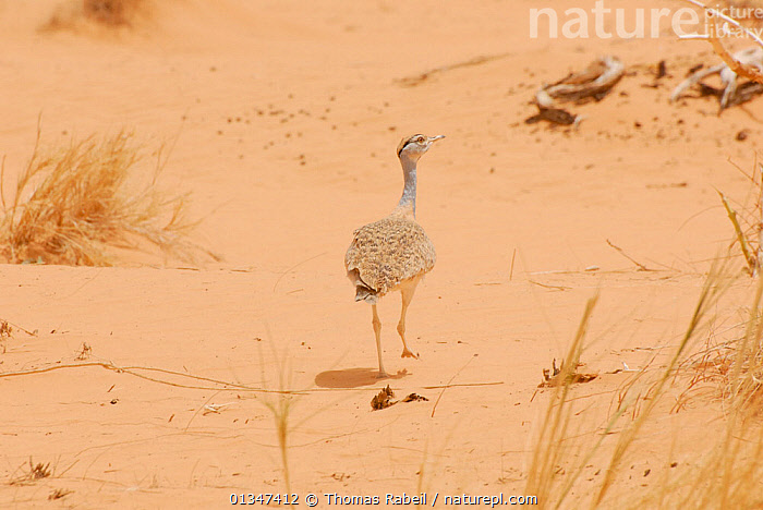 Nubian Desert Africa Africa World Photography Image Galleries By