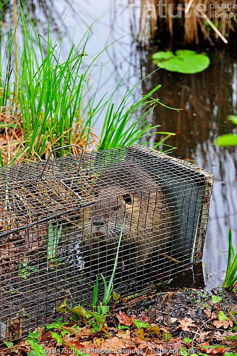 Stock photo of Coypu / Nutria (Myocastor coypus) caught in live trap at ...