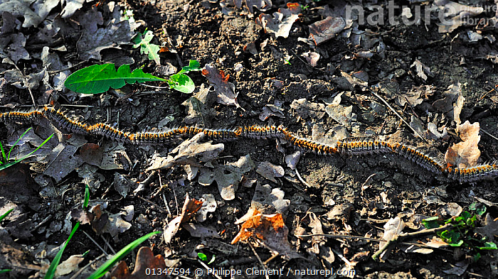 Stock photo of Pine Processionary Moth caterpillars (Thaumetopoea ...