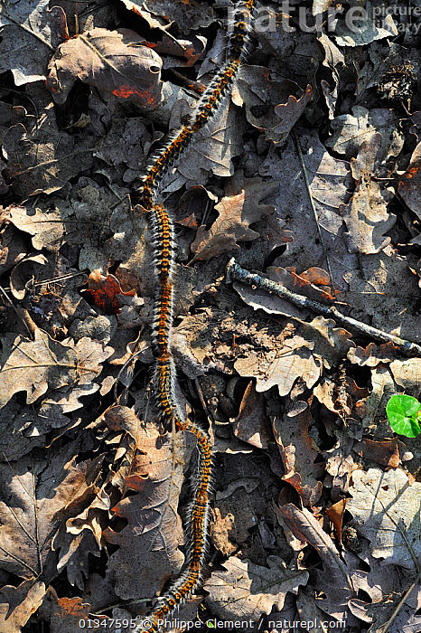 Stock photo of Pine Processionary Moth caterpillars (Thaumetopoea ...