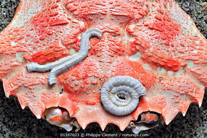 Stock photo of Tube of a Serpulid Worm (Spirobranchus polytrema) and ...