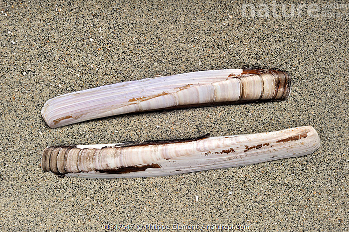 Stock photo of Razor shell / Razor clam / Razor fish / Sword razor ...