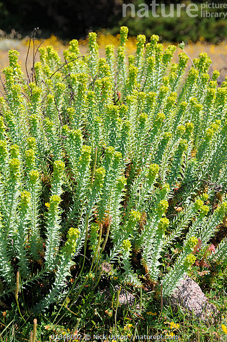 Stock photo of Sea Spurge (Euphorbia paralias) clump flowering on with ...