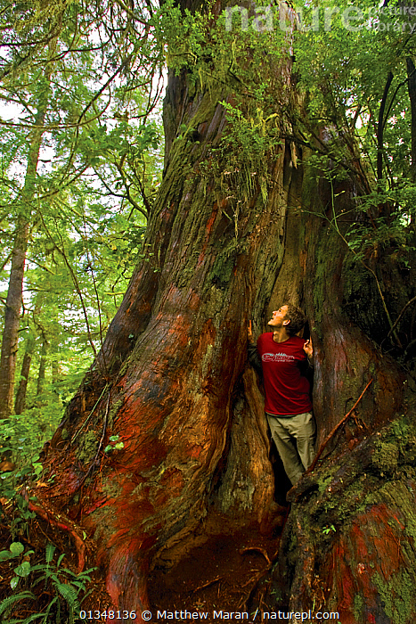 Stock photo of Photographer Matthew Maran in the hollow core of a ...