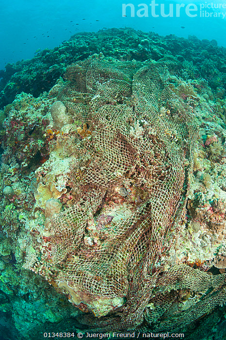 Stock photo of Ghost net (abandoned fishing net) wrapped around the ...