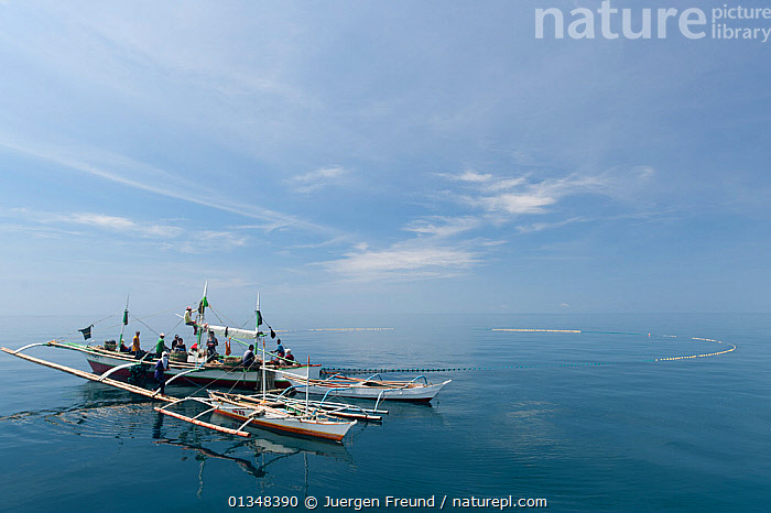 Stock photo of Baling (local purse seine fishing boat) catching ?ilis ...