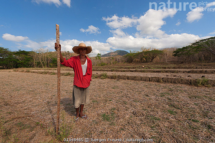 Stock photo of An old Filipino farmer in his dry rice field. Calintaan ...