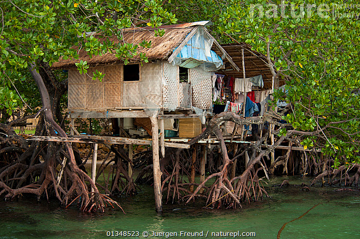 Stock photo of A thatched house built in amongst the mangrove roots on ...
