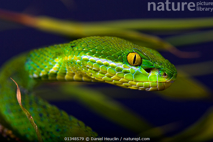 Stock photo of White-lipped / Green tree viper (Cryptelytrops ...
