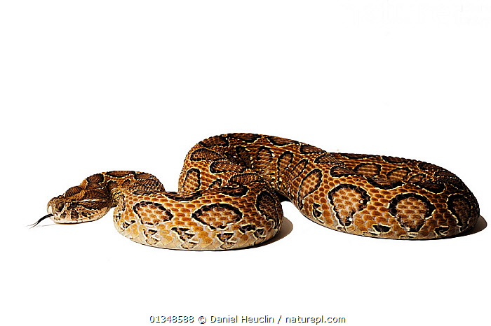 Stock photo of Daboia / Russell's viper (Daboia russelii) studio shot ...