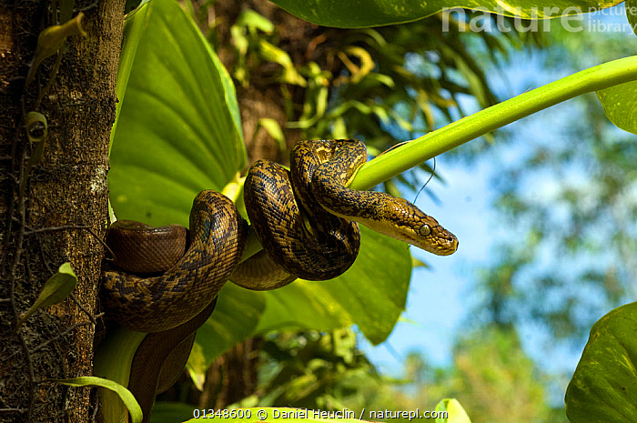 Stock photo of Timor python (Python timoriensis) amongst vegetation ...