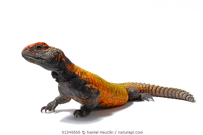Stock photo of Moroccan spiny-tailed lizard (Uromastix acanthinurus ...