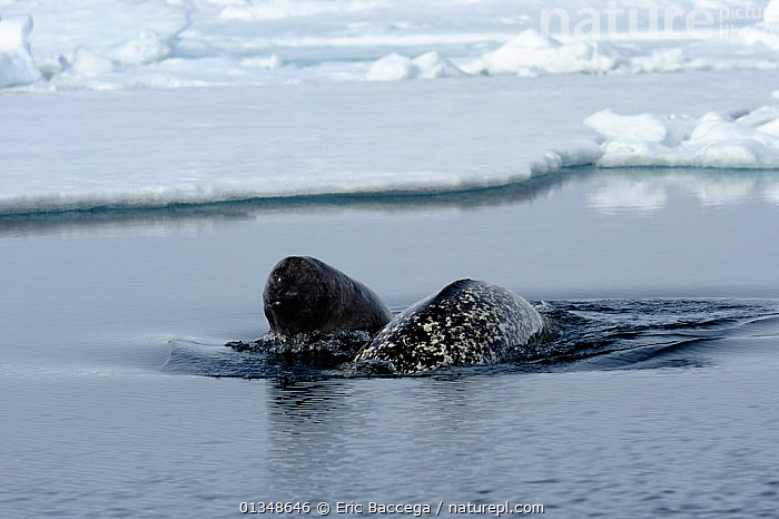 Stock photo of A female Narwhal (Monodon monoceros) surfacing with her ...