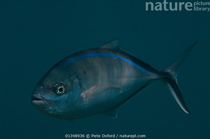 Stock photo of Bar Jack (Carangoides / Caranx ruber) Coral Reef Island ...