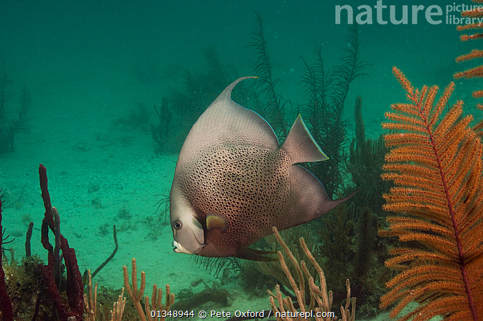Stock photo of Gray angelfish (Pomacanthus arcuatus) Coral Reef Island ...