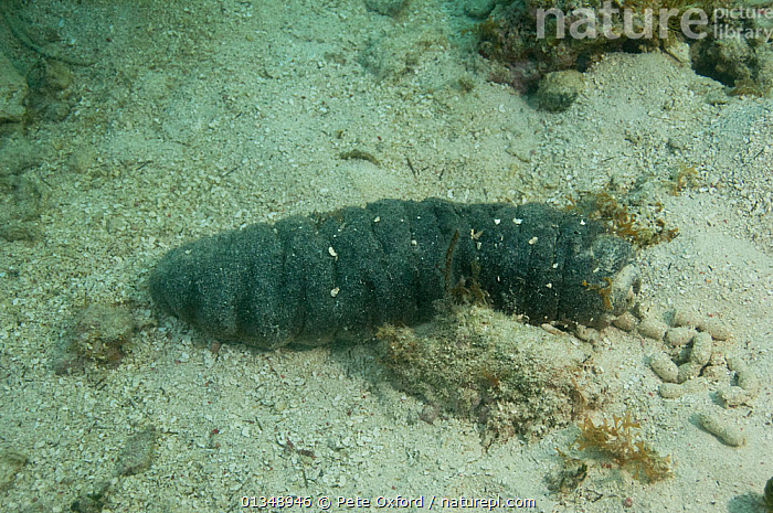 Stock photo of Donkey Dung sea cucumber (Holothuria mexicana)Coral Reef ...