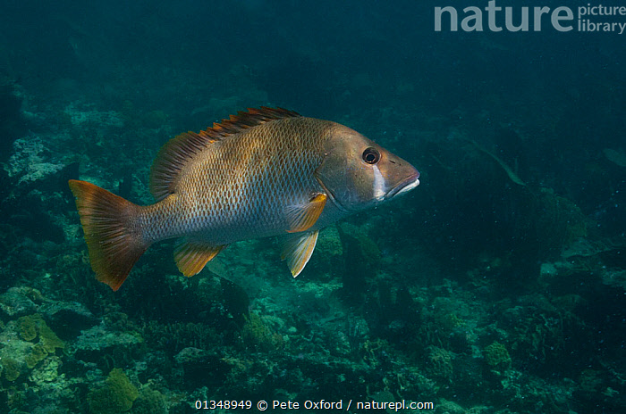 Stock photo of Dog Snapper (Lutjanus jocu) Coral Reef Island, Belize ...