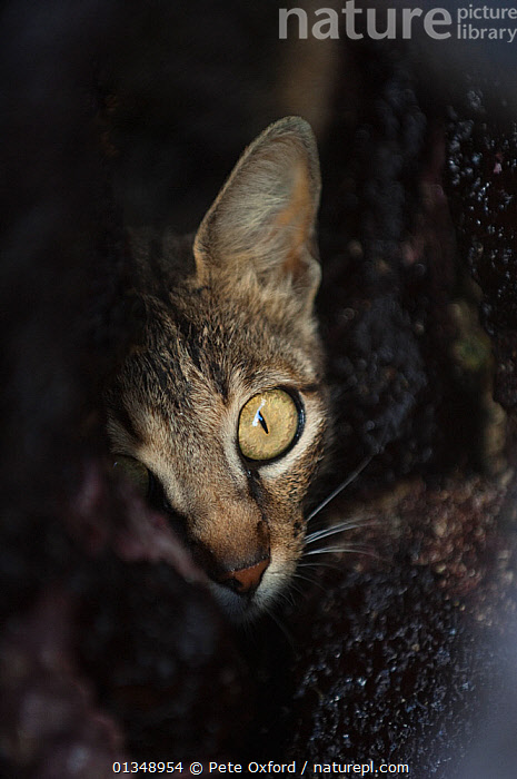 Stock photo of Feral domestic cat (Felis catus) Wolf Volcano. Isabela ...