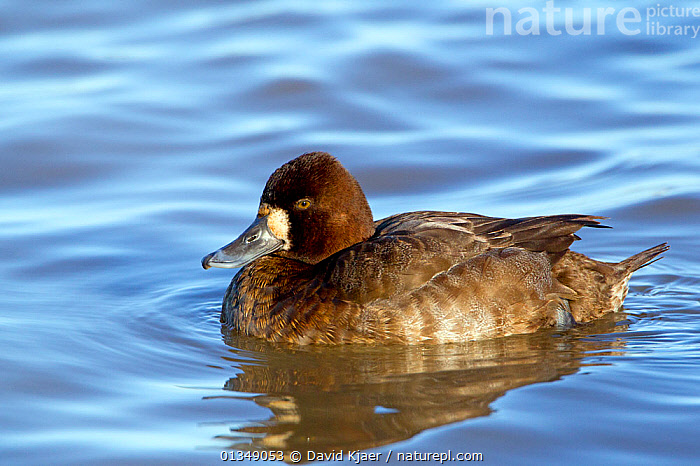 Stock photo of Lesser Scaup (Aythya affinis) first winter female on ...