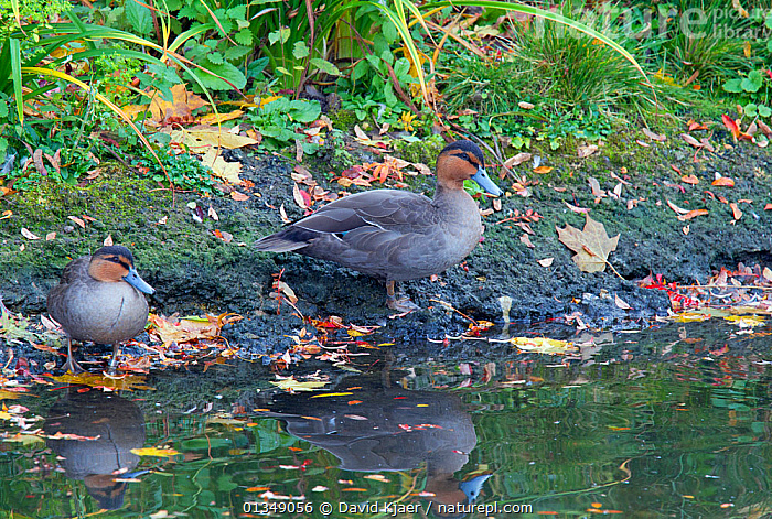 Stock photo of Philippine Ducks (Anas luzonica) standing by water ...