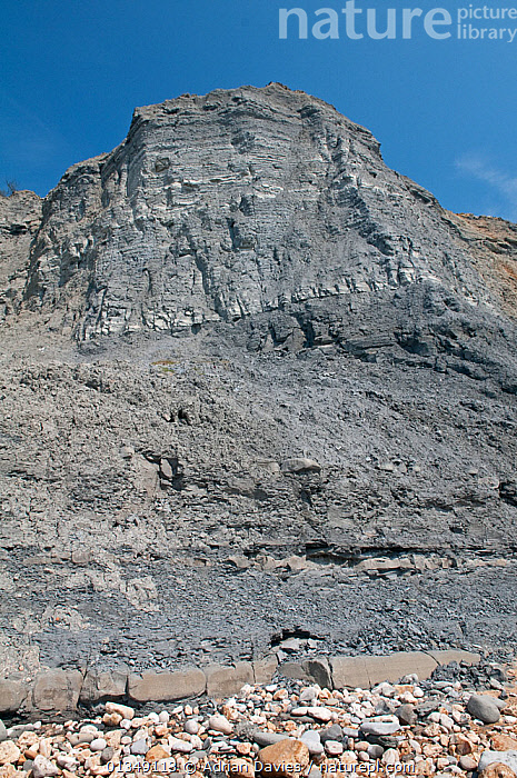 Stock photo of Fossil bearing cliffs on the 'Jurassic Coast'. Charmouth ...