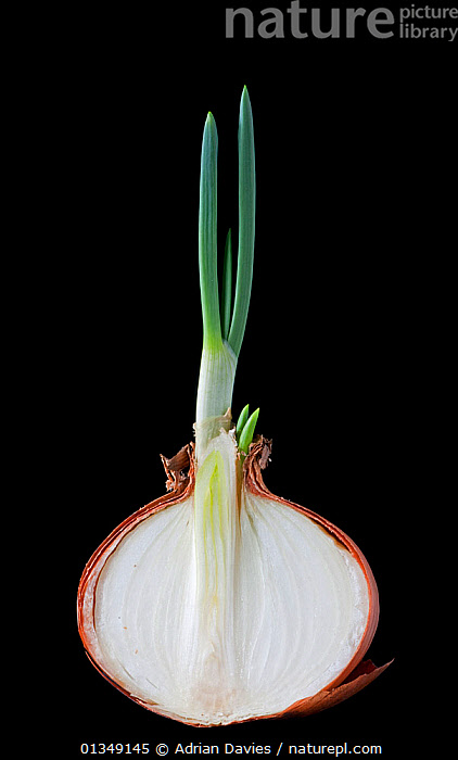Stock photo of Onion (Allium cepa). Cross section of a germinating bulb ...