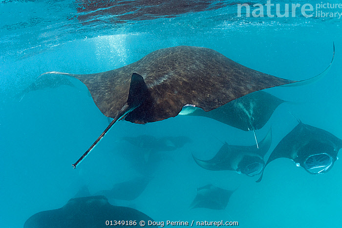 Stock photo of Reef manta ray (Manta alfredi formerly Manta birostris ...