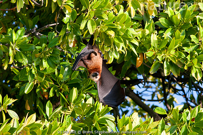 Stock photo of Male Aldabra Flying Fox (Pteropus aldabrensis) hanging ...