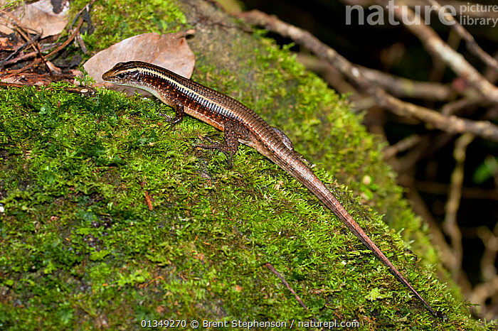 Stock photo of Madagascar Plated Lizard (Zonosaurus madagascariensis ...