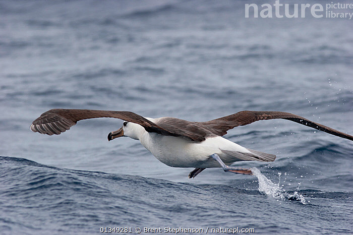 Stock photo of Immature Campbell Albatross (Thalassarche impavida ...