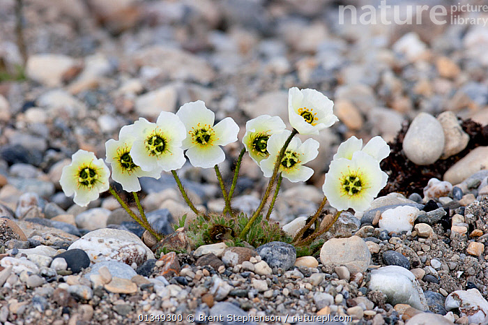 Stock photo of Svalbard poppy (Papaver dahlianum) with white flowers ...