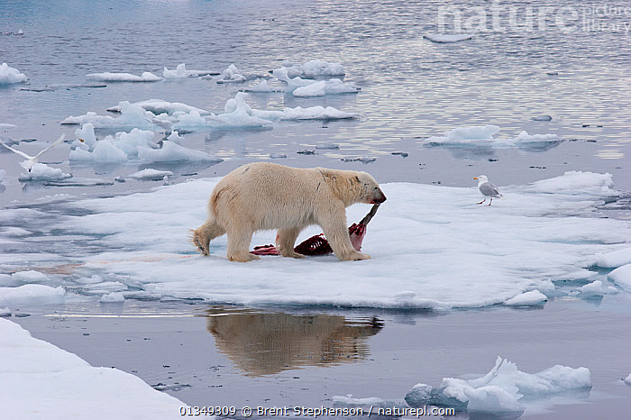 Stock photo of Polar Bear (Ursus maritimus) dragging a seal carcass on ...