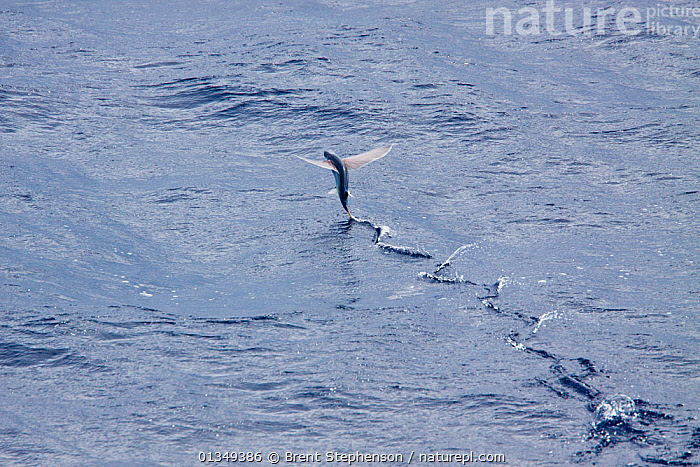 Stock photo of Flying Fish (possibly Cheilopogon suttoni) skimming ...