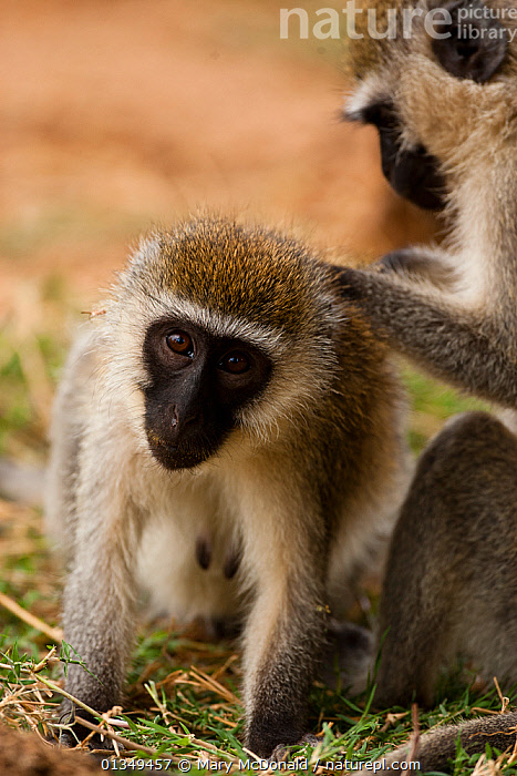 Stock photo of Black-faced vervet monkey (Chlorocebus / Cercopithecus ...