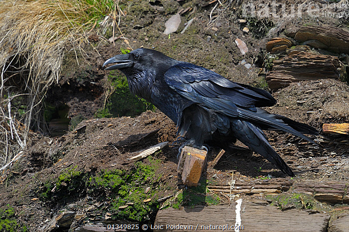 Stock photo of Common Raven (Corvus corax) in profile. Breton Marsh ...