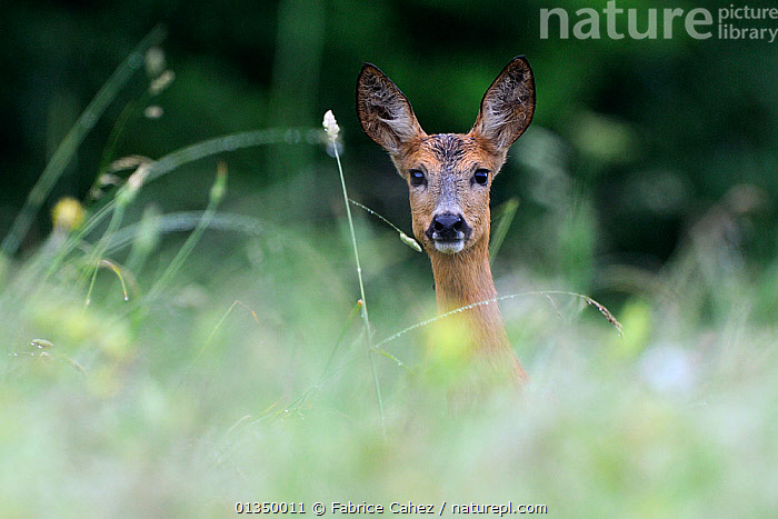 Stock photo of Roe Deer (Capreolus capreolus) doe in field. Vosges ...