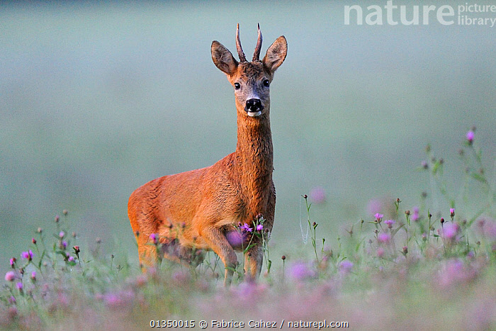 Stock photo of Portrait of a Roe Deer (Capreolus capreolus) buck in ...